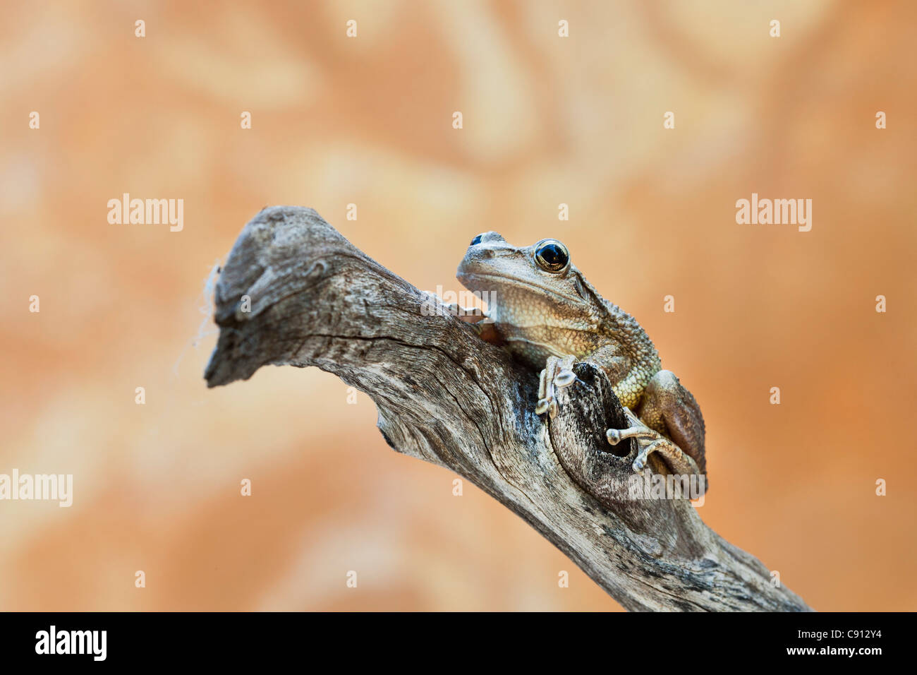 Netherland, Bonaire Island, Dutch Caribbean, Kralendijk, Coqui ...