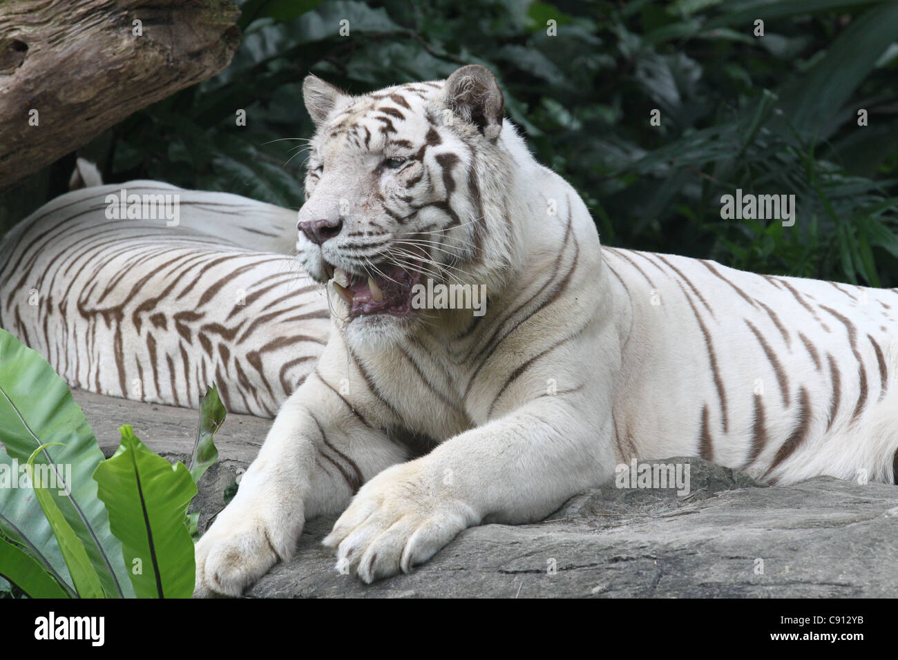 Two White Tigers at the Singapore Zoo Stock Photo - Alamy