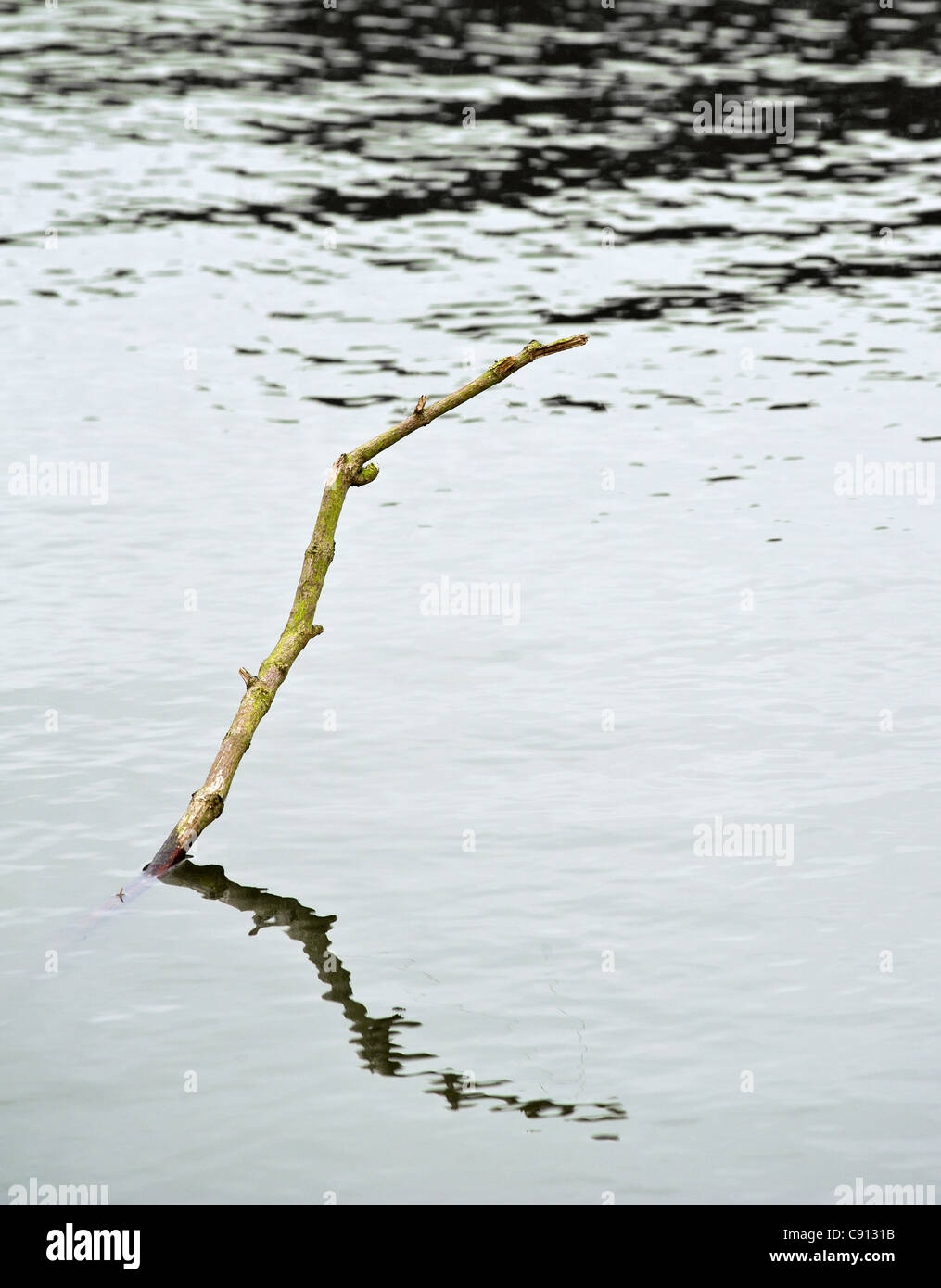 A twig in a lake Stock Photo - Alamy