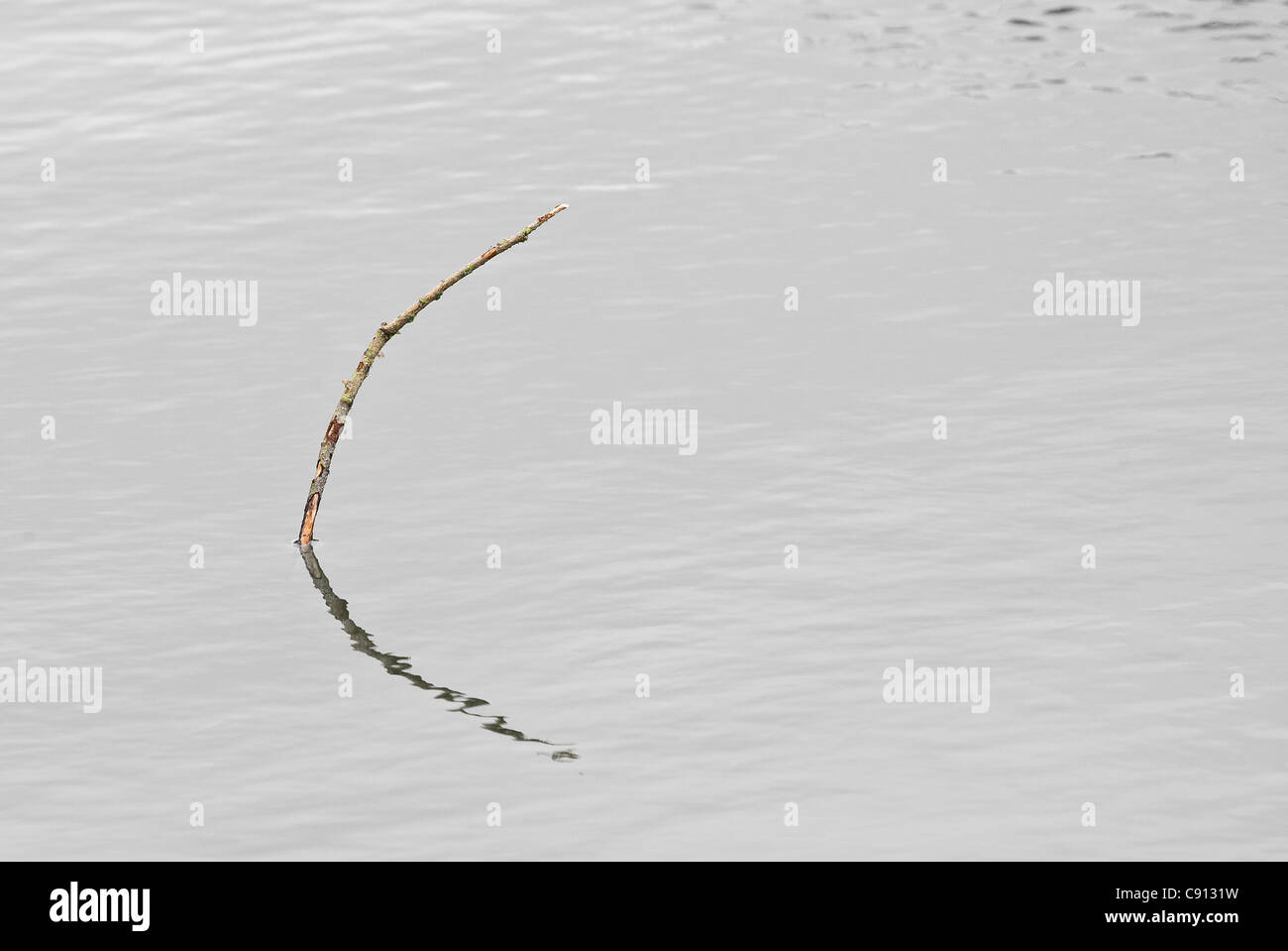 Twig in water hi-res stock photography and images - Alamy