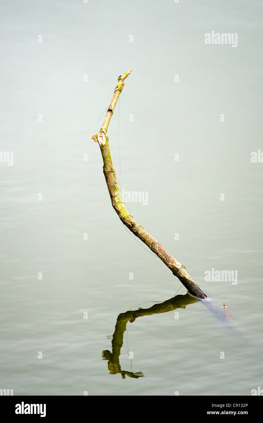 Twig in water hi-res stock photography and images - Alamy