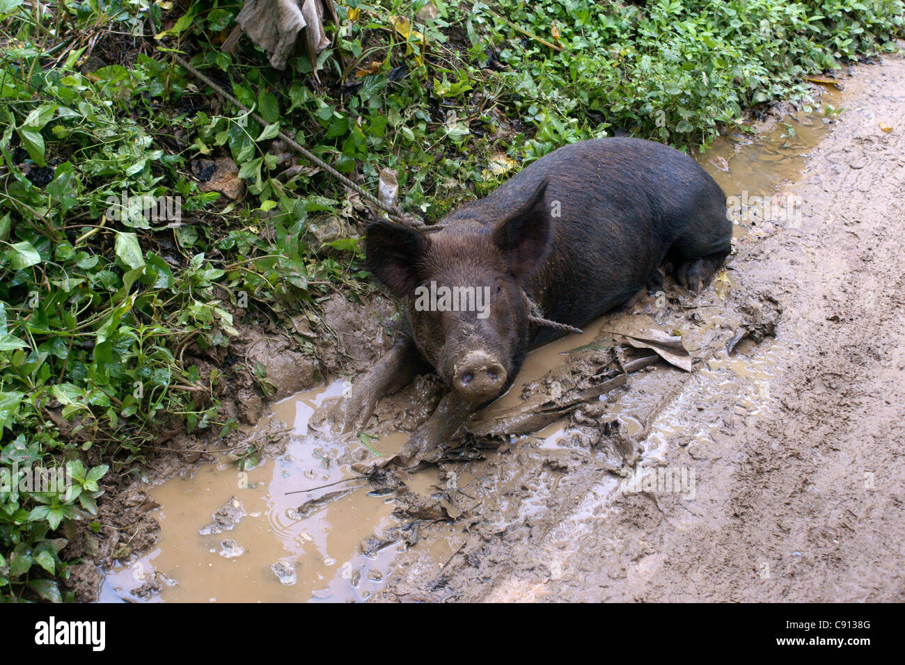 Pigs on an island hi-res stock photography and images - Alamy