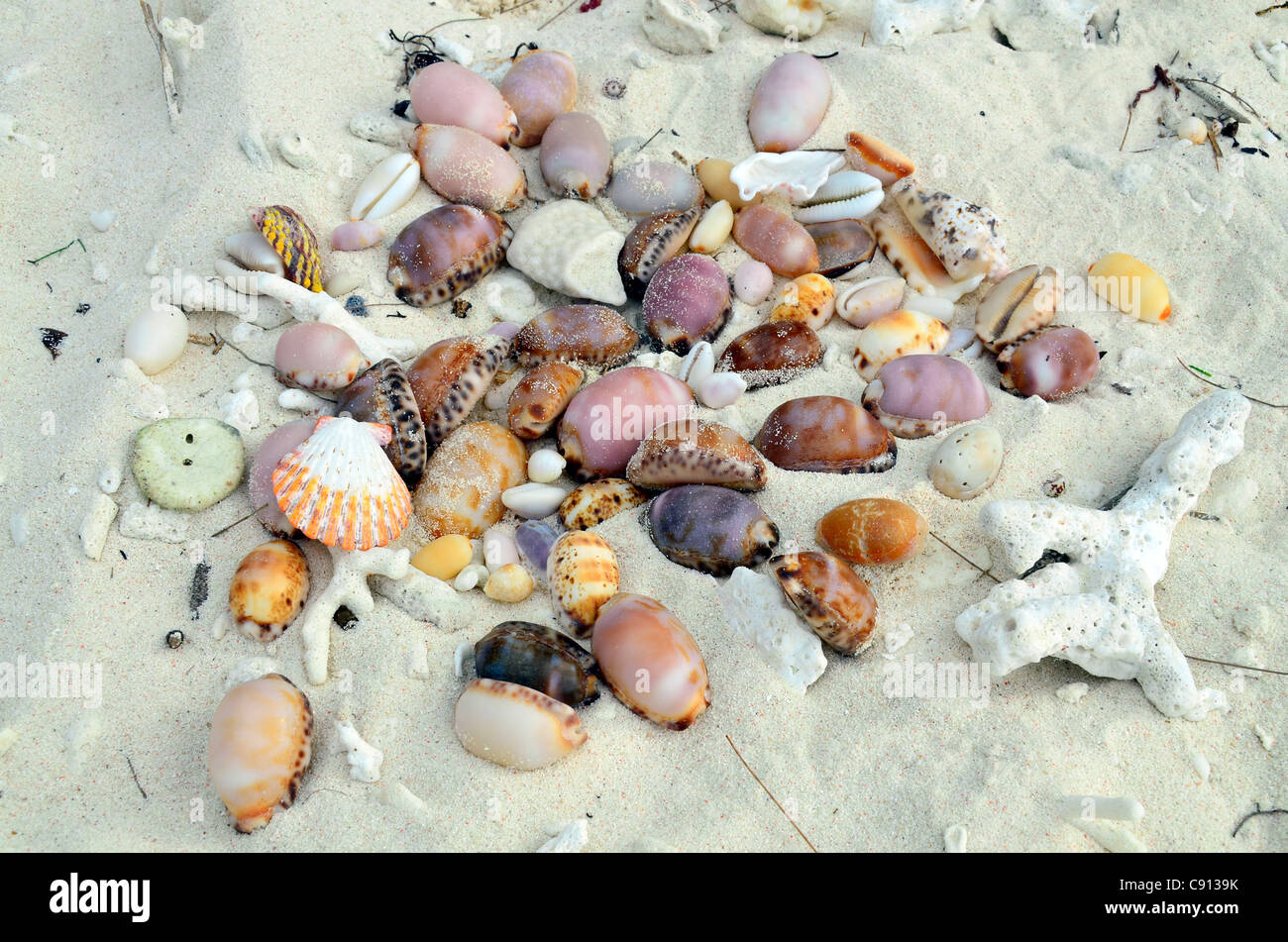 Cowrie Shells High Resolution Stock Photography and Images - Alamy