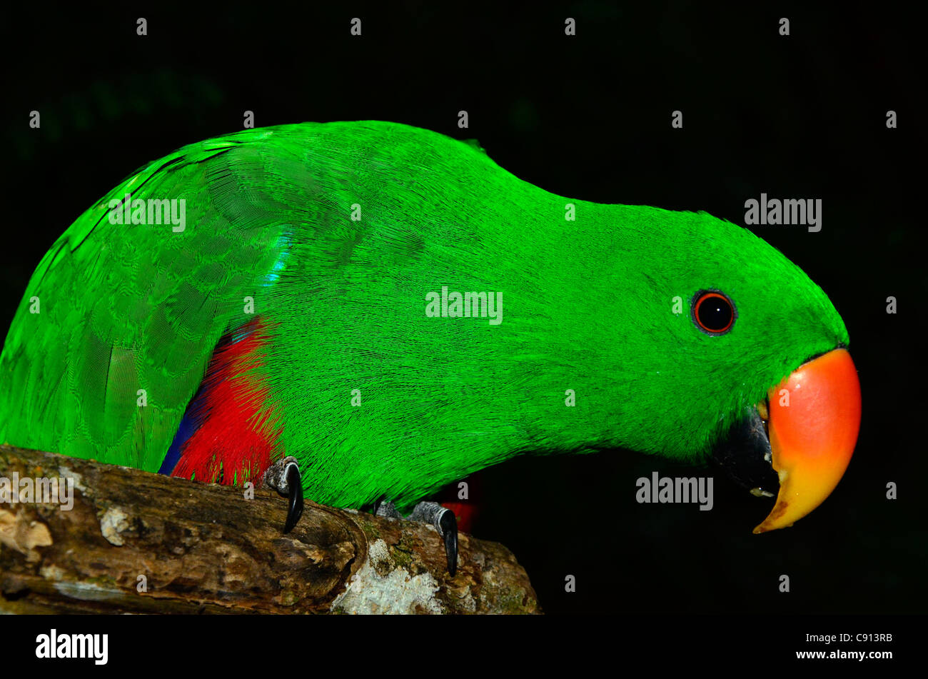 Green male eclectus parrot hi-res stock photography and images - Alamy