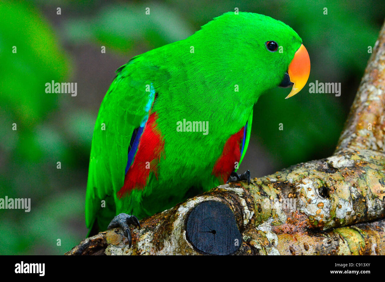 Green Male Eclectus Parrot Stock Photos & Green Male Eclectus Parrot ...