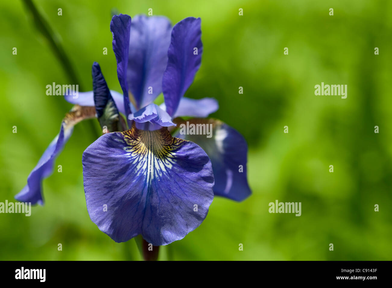A Larger blue flag iris in Maine Stock Photo - Alamy