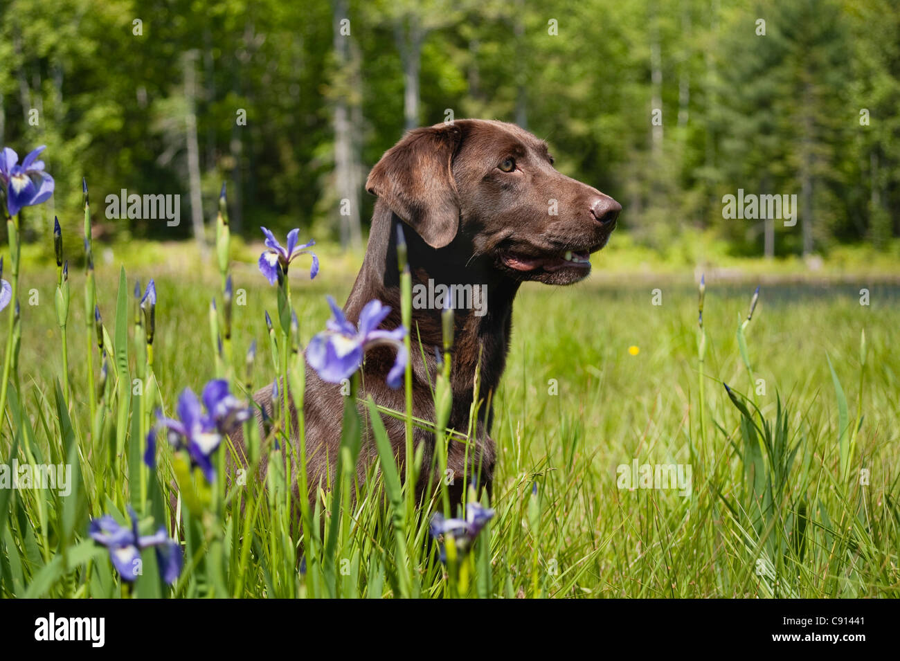 A Chocolate Labrador Retriever in wild iris in Maine Stock Photo - Alamy
