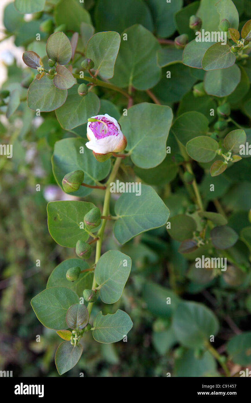 Caperberry hi-res stock photography and images - Alamy