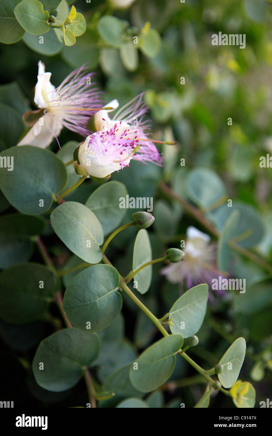 Caperberry hi-res stock photography and images - Alamy