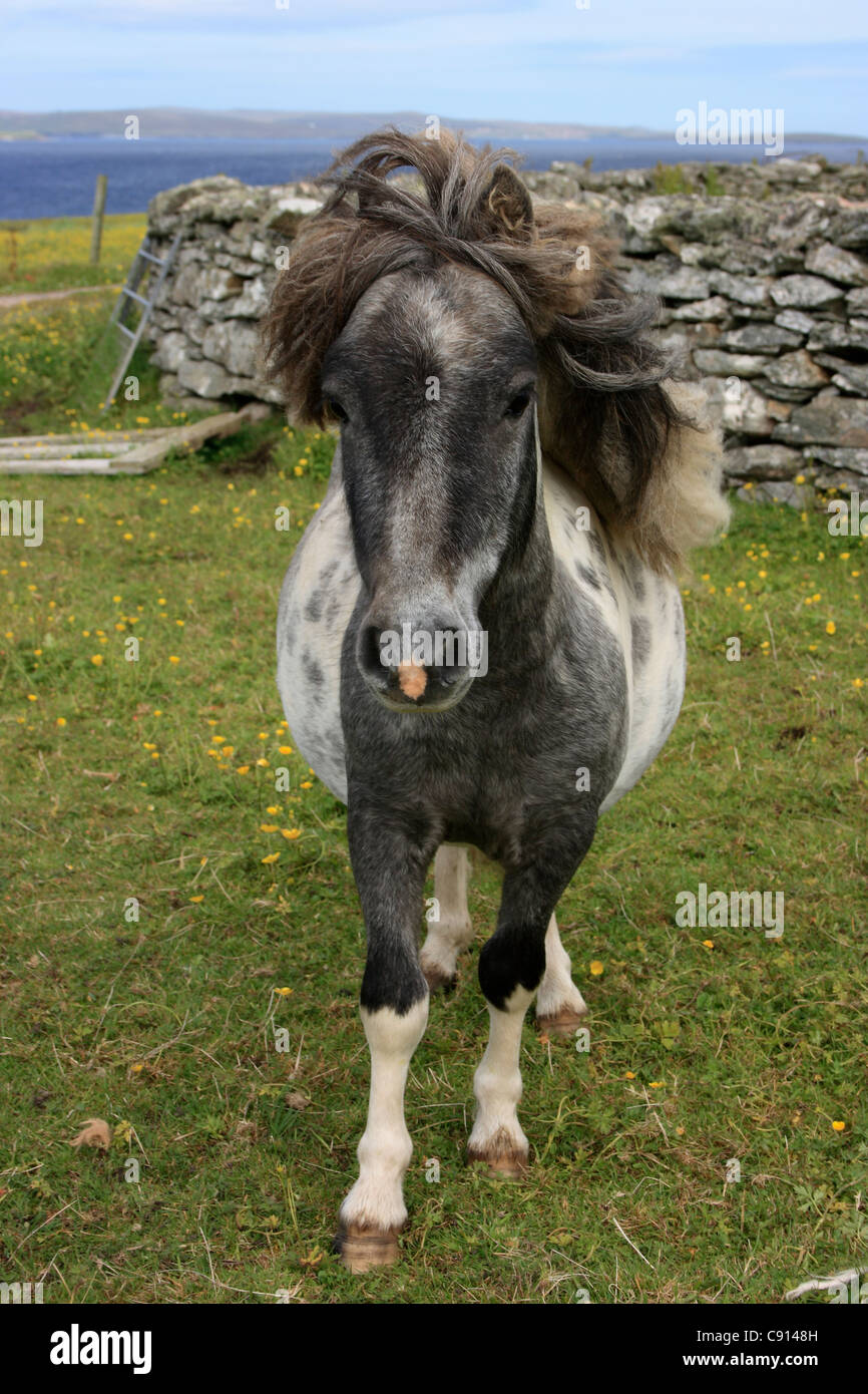 Shetland fetlar island hi-res stock photography and images - Alamy