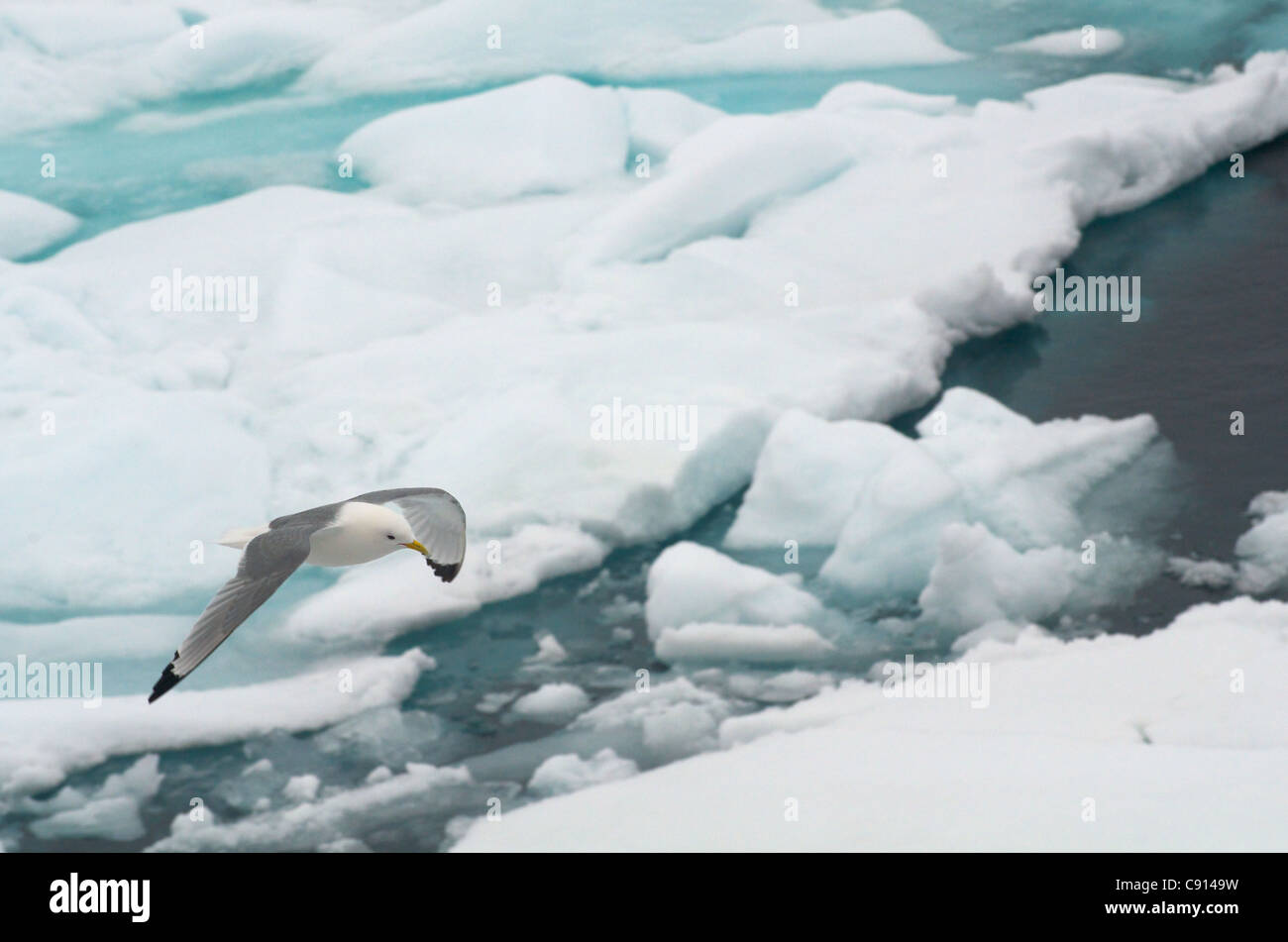 Kittiwake (Rissa trydactila) In flight, with pack ice background ...