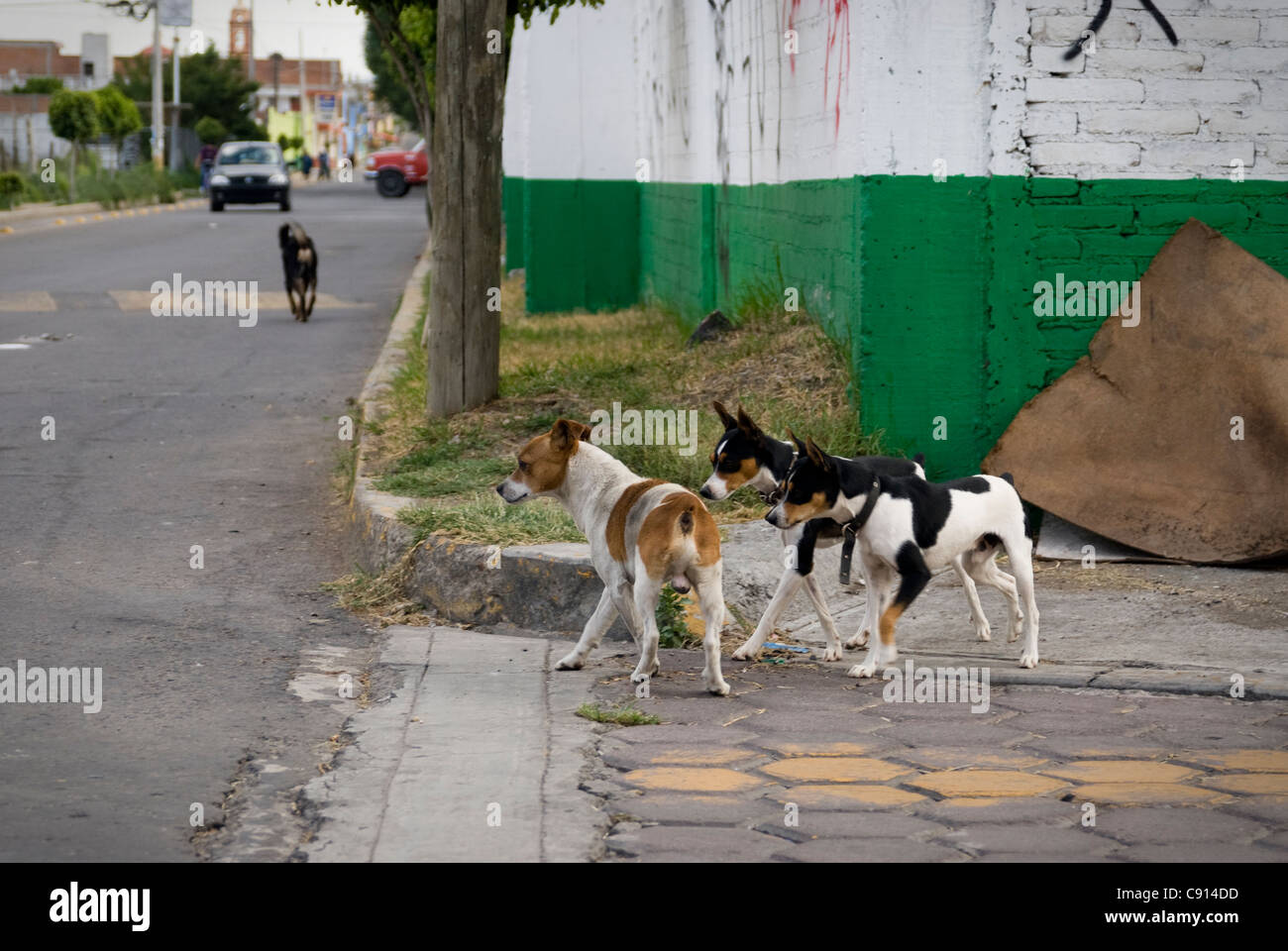 3 dogs in mexican street Stock Photo - Alamy