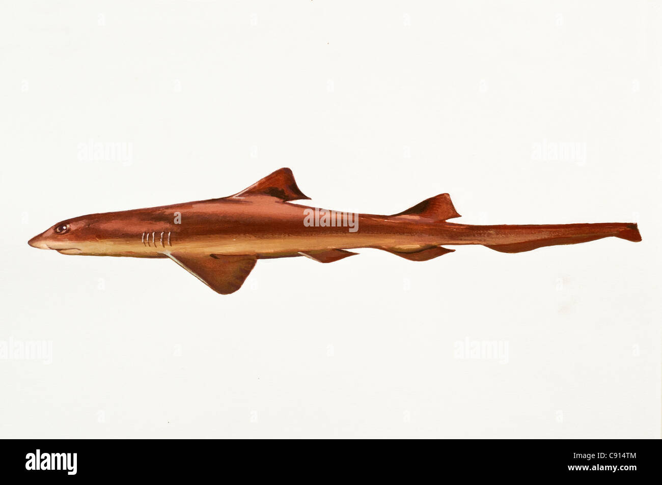 Catsharks hi-res stock photography and images - Alamy