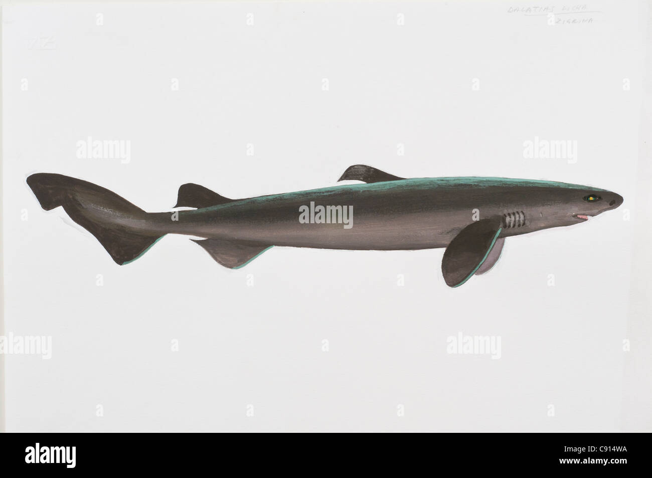 Kitefin Shark, Dalatias licha, Dalatiidae Stock Photo - Alamy