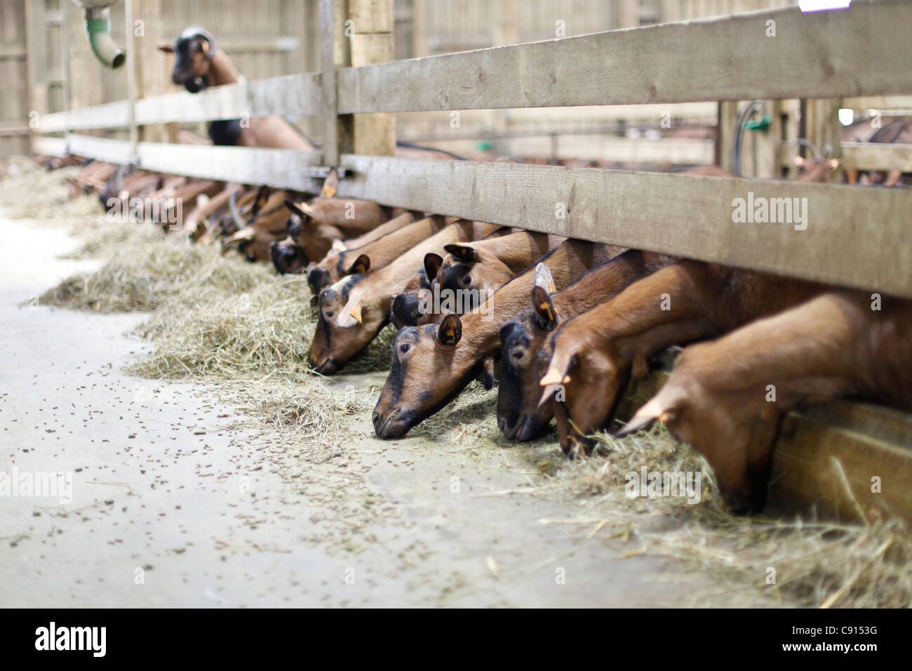With Fodder Stock Photos & With Fodder Stock Images - Alamy
