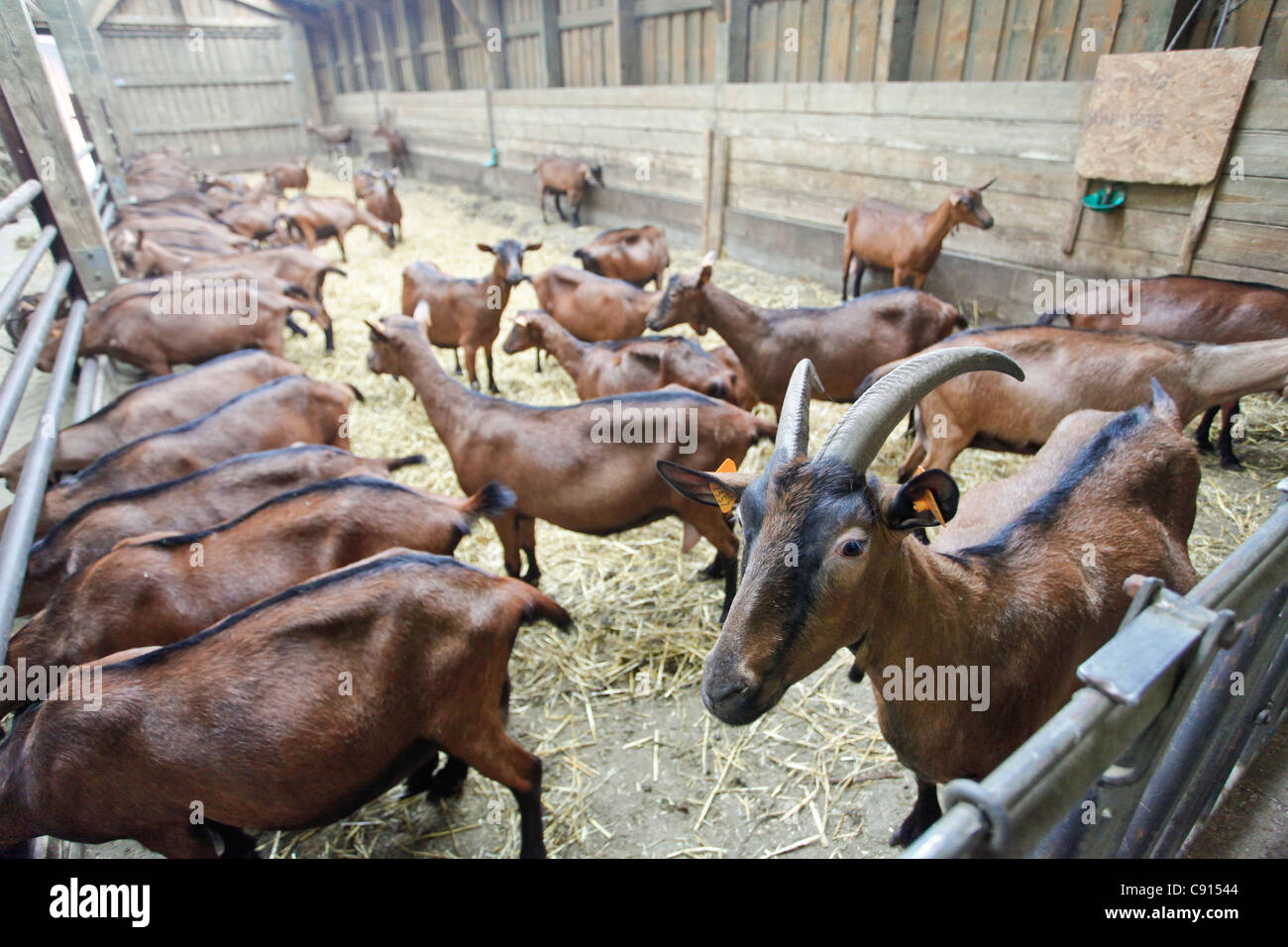 Goats in a farm Stock Photo - Alamy