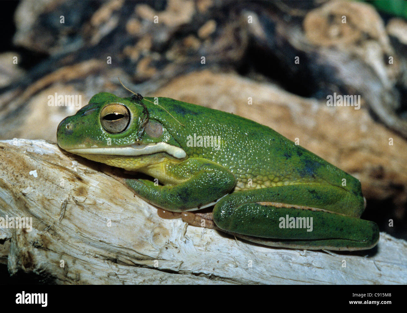 Species of frog hi-res stock photography and images - Alamy