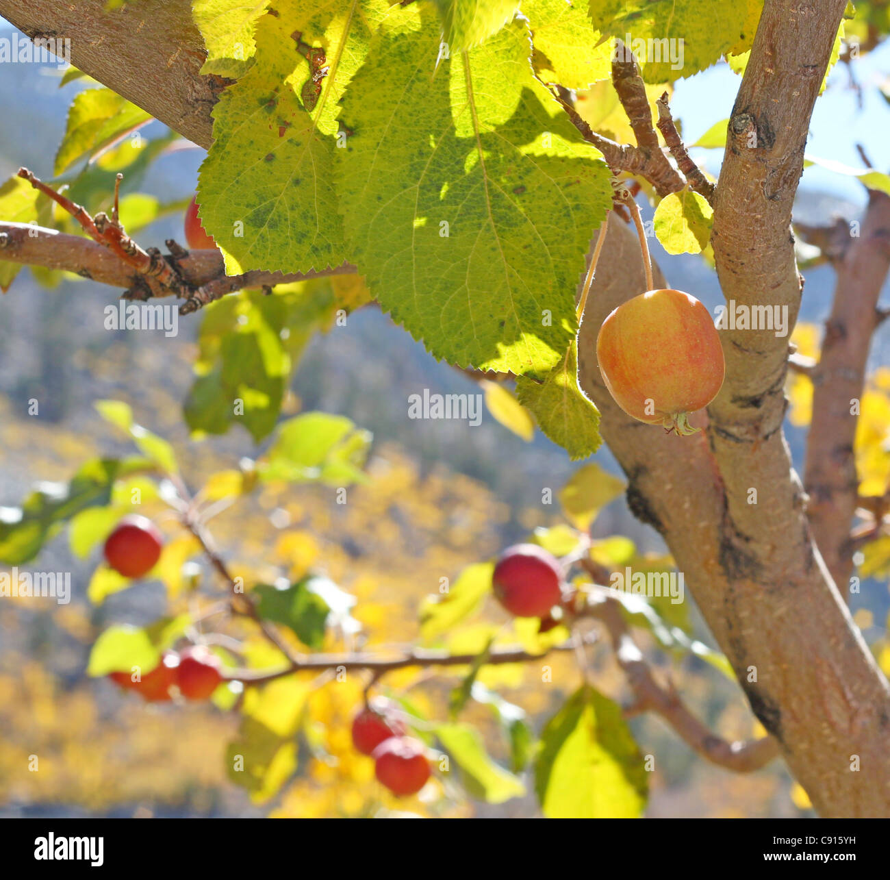 Apple tree autumn leaves turning hi-res stock photography and images ...