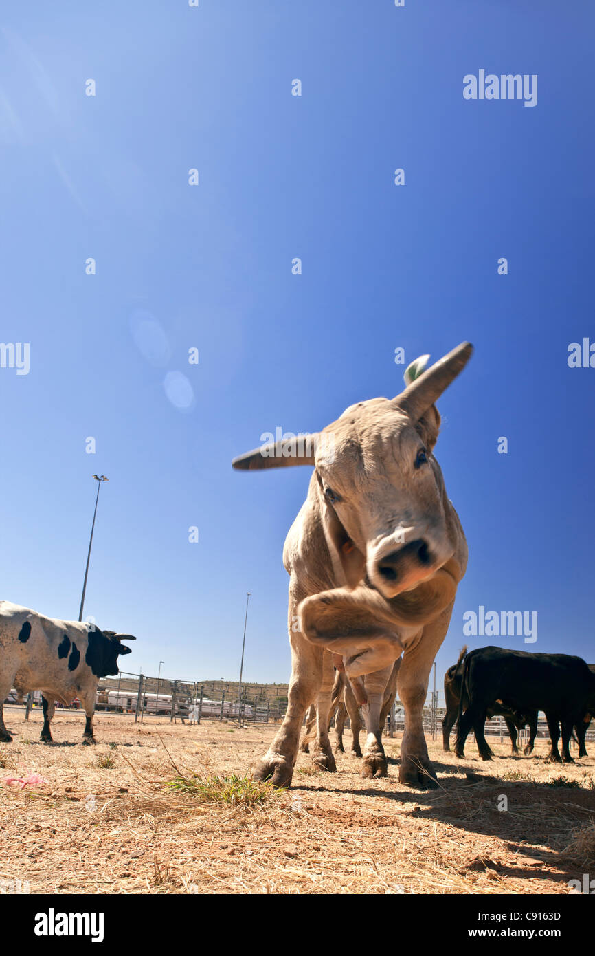 Brahman Bull Stock Photos & Brahman Bull Stock Images - Alamy