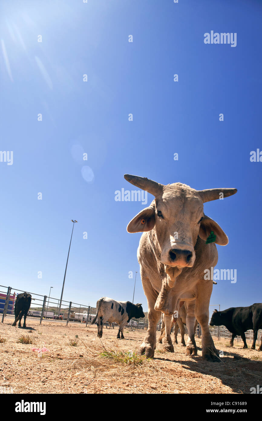 Brahman Bull High Resolution Stock Photography and Images - Alamy