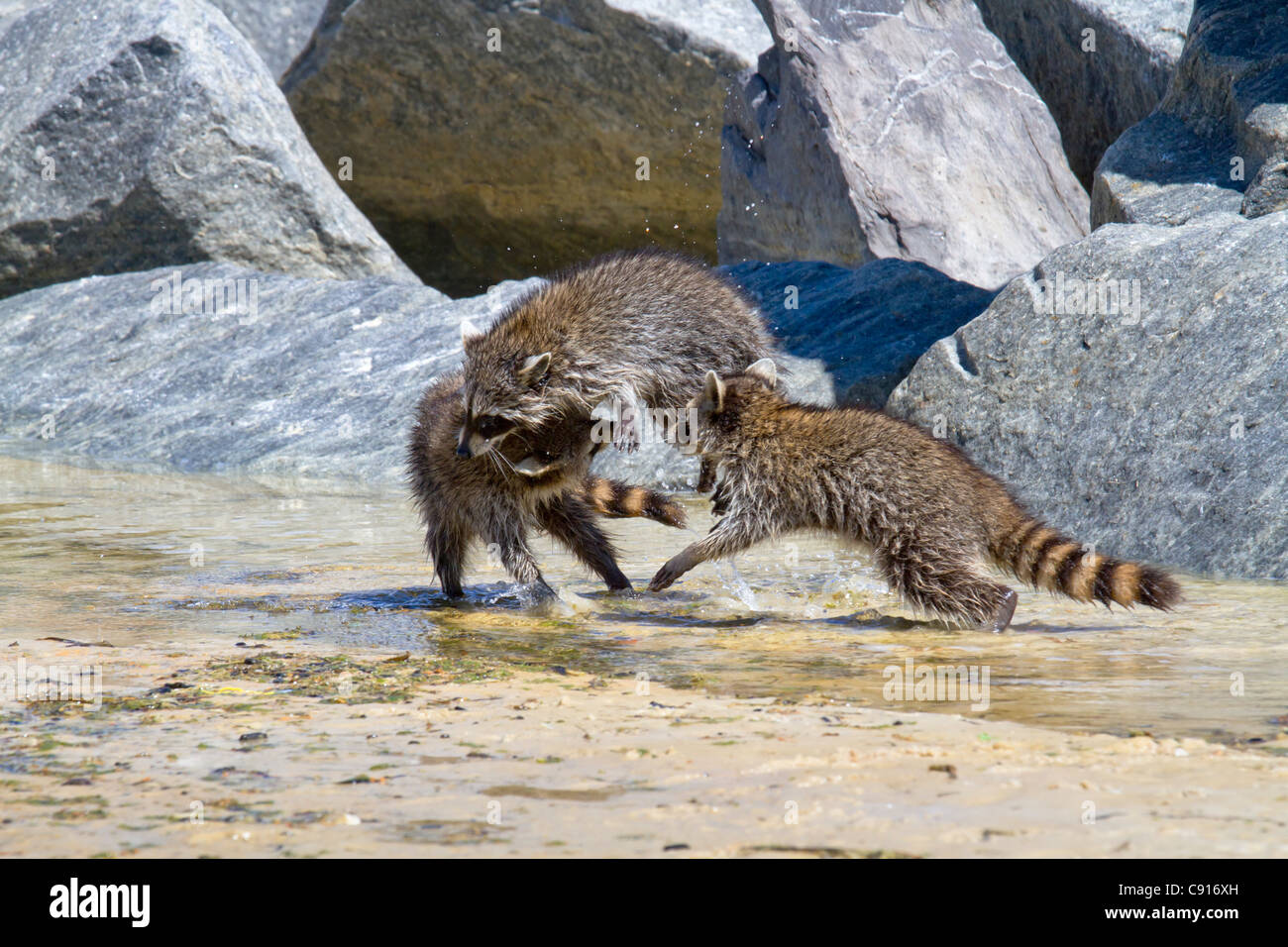 Young raccoons playing Stock Photo - Alamy