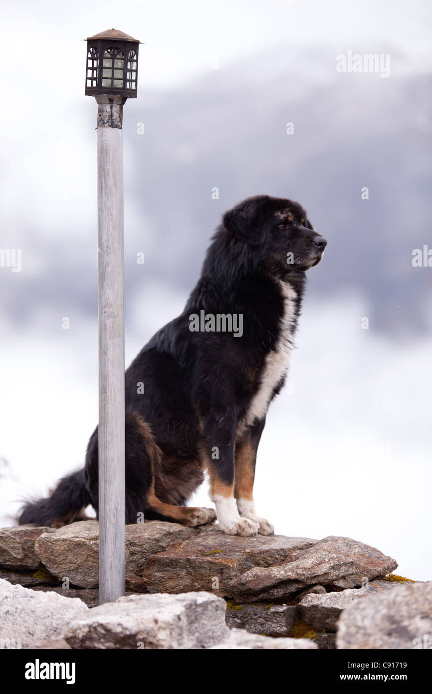 Grey Tibetan Mastiff