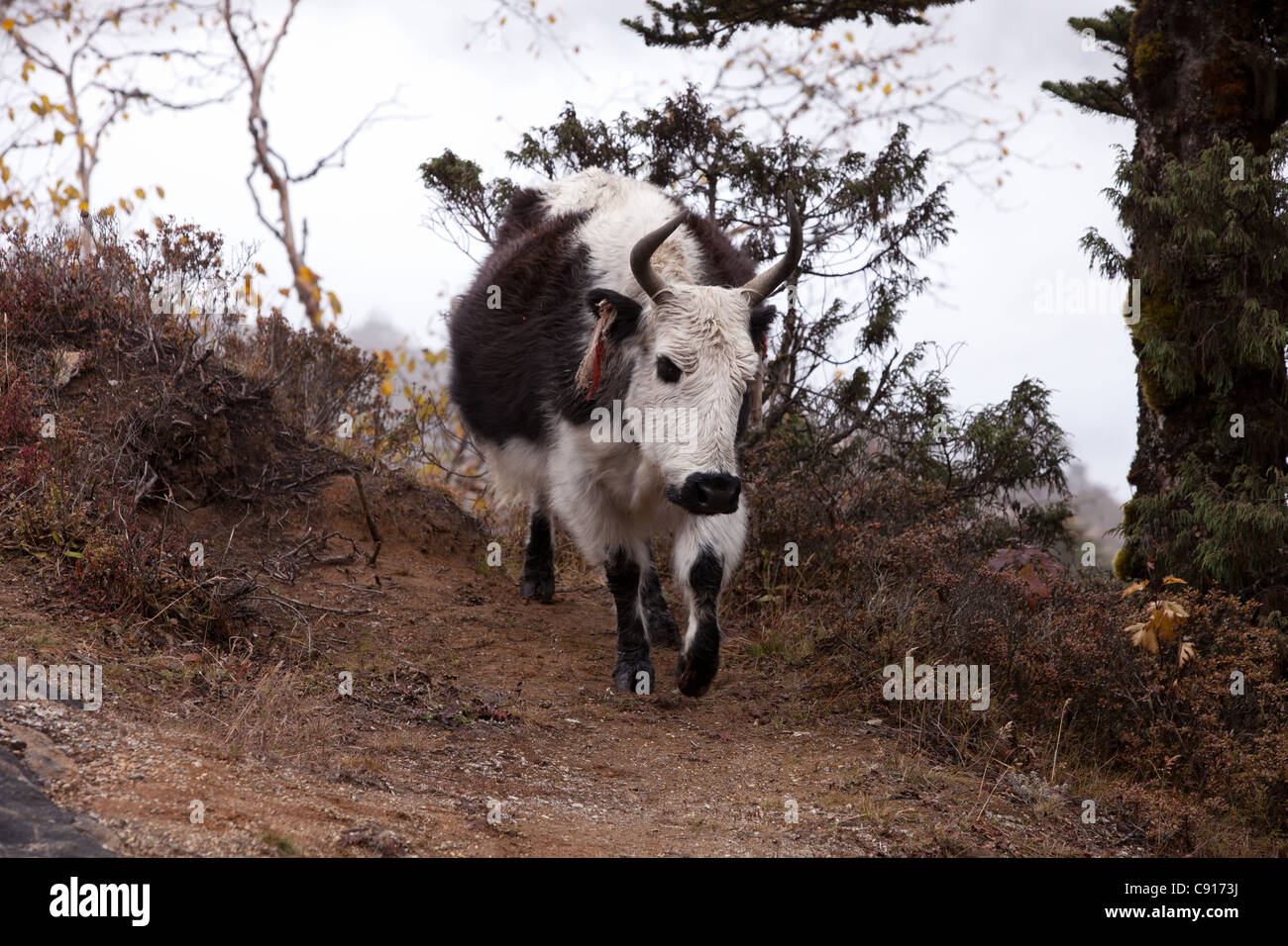 Yak animal hi-res stock photography and images - Alamy