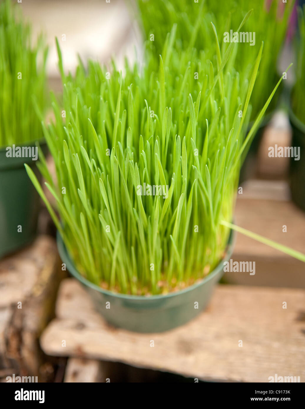 Pet grass is popular in the USA and is grown in pots which small ...
