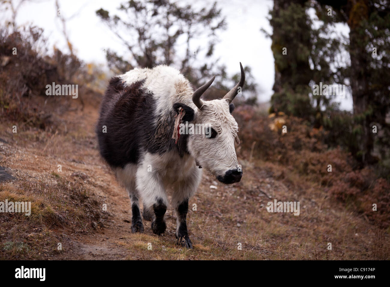 Nepal yak animal hi-res stock photography and images - Alamy