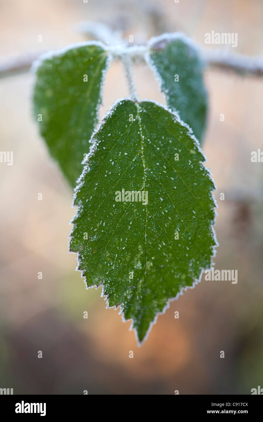 Leaves are often frozen in winter. Many plants of the evergreen variety ...