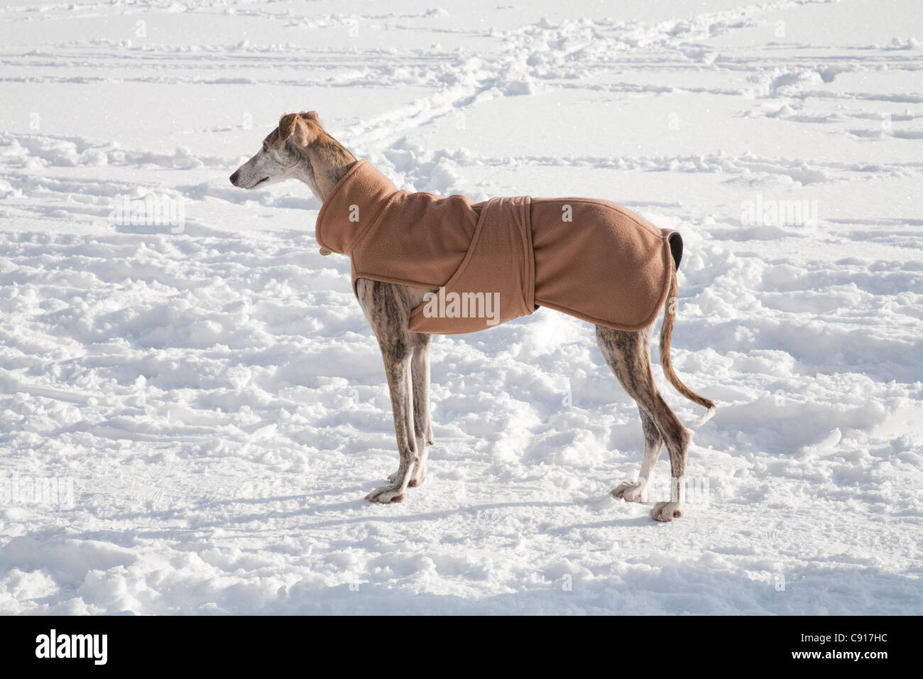 The greyhound is a species of dog which often needs to keep warm with a ...