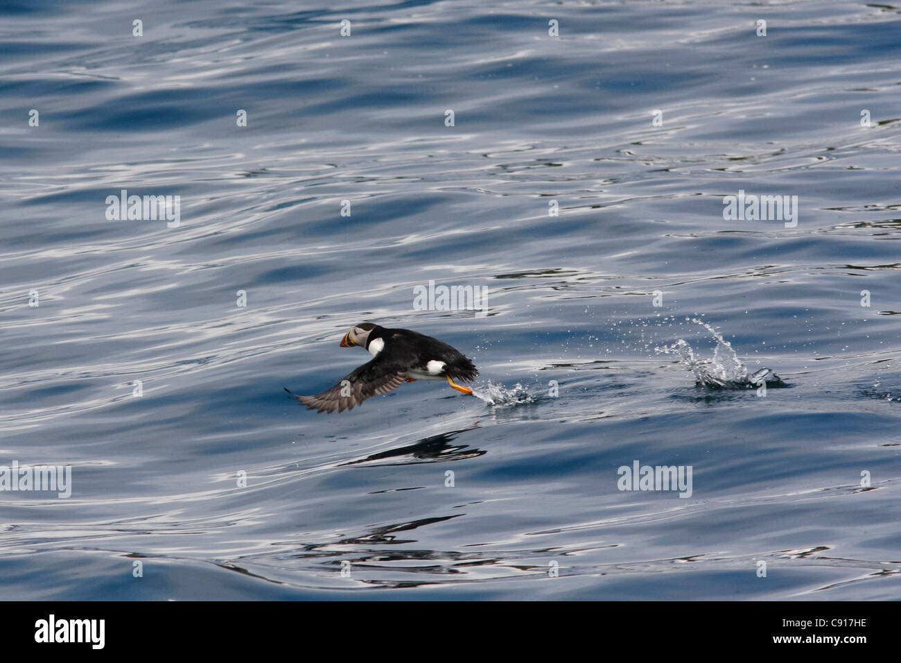 Atlantic Puffin flying over ocean, Bay Bulls, Newfoundland, Canada ...