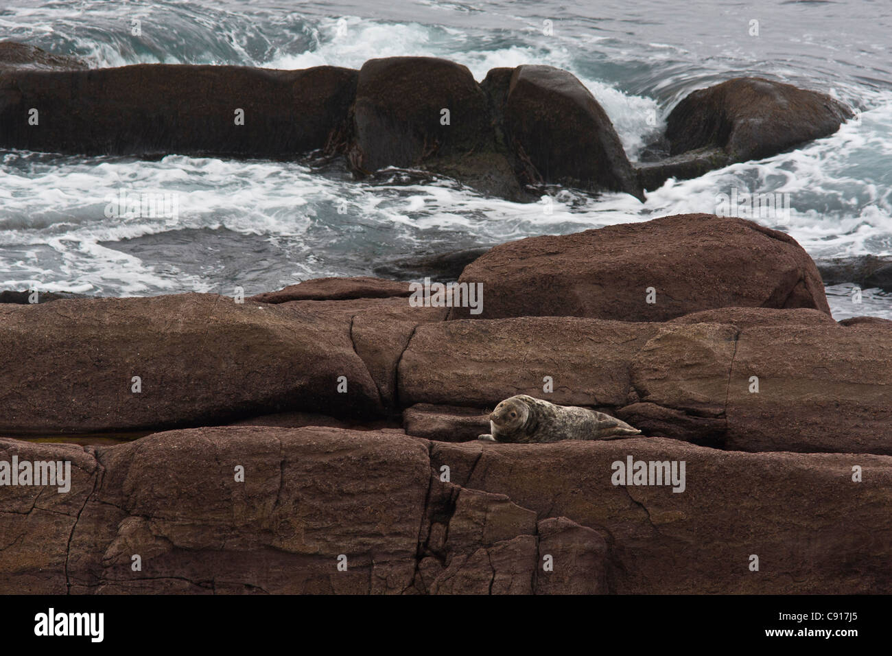 Leopard Seal, Cape Spear, Newfoundland, Canada Stock Photo - Alamy