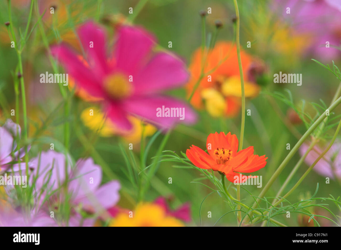 Cosmos flower field hi-res stock photography and images - Alamy