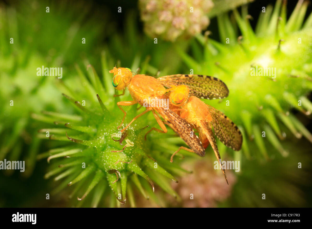 Mating fly hi-res stock photography and images - Alamy
