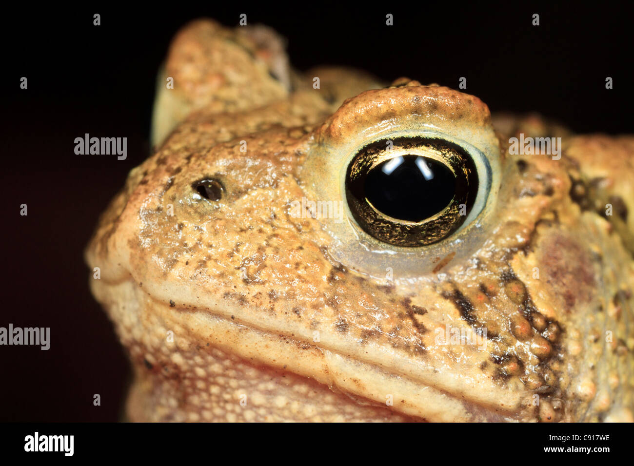 American toad anaxyrus americanus hi-res stock photography and images ...