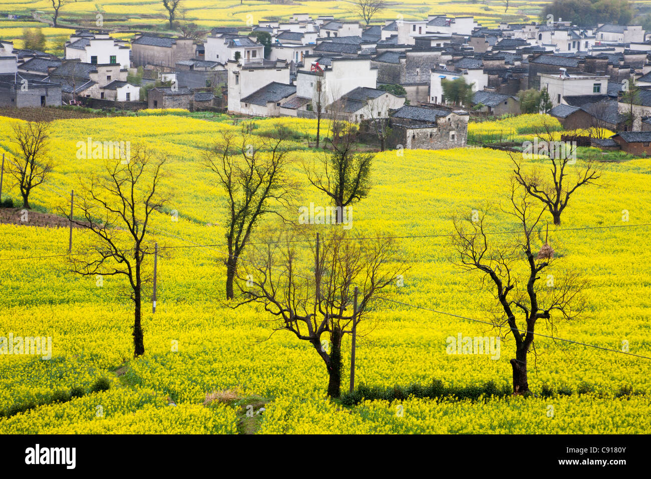 China rural landscape of villages in the rapeseed field Stock Photo - Alamy