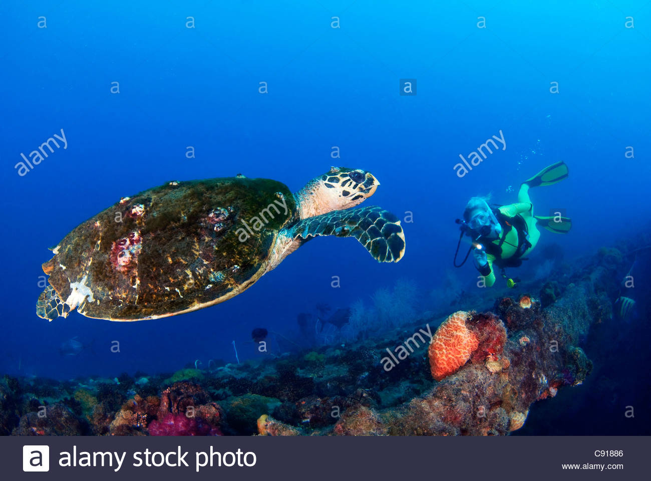 The Great Barrier Reef And Turtle Stock Photos & The Great Barrier Reef ...