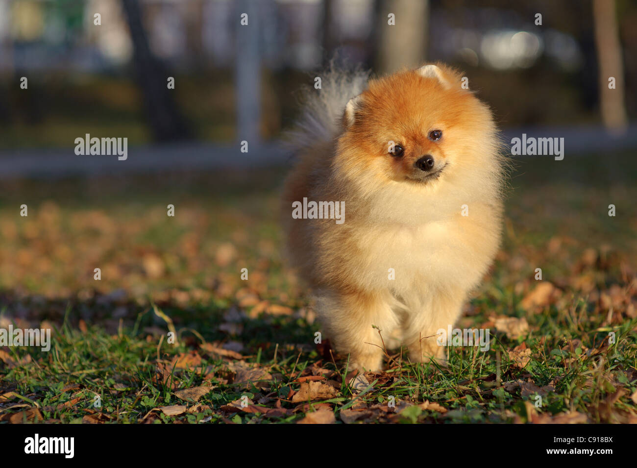 Portrait of pomeranian spitz Stock Photo - Alamy