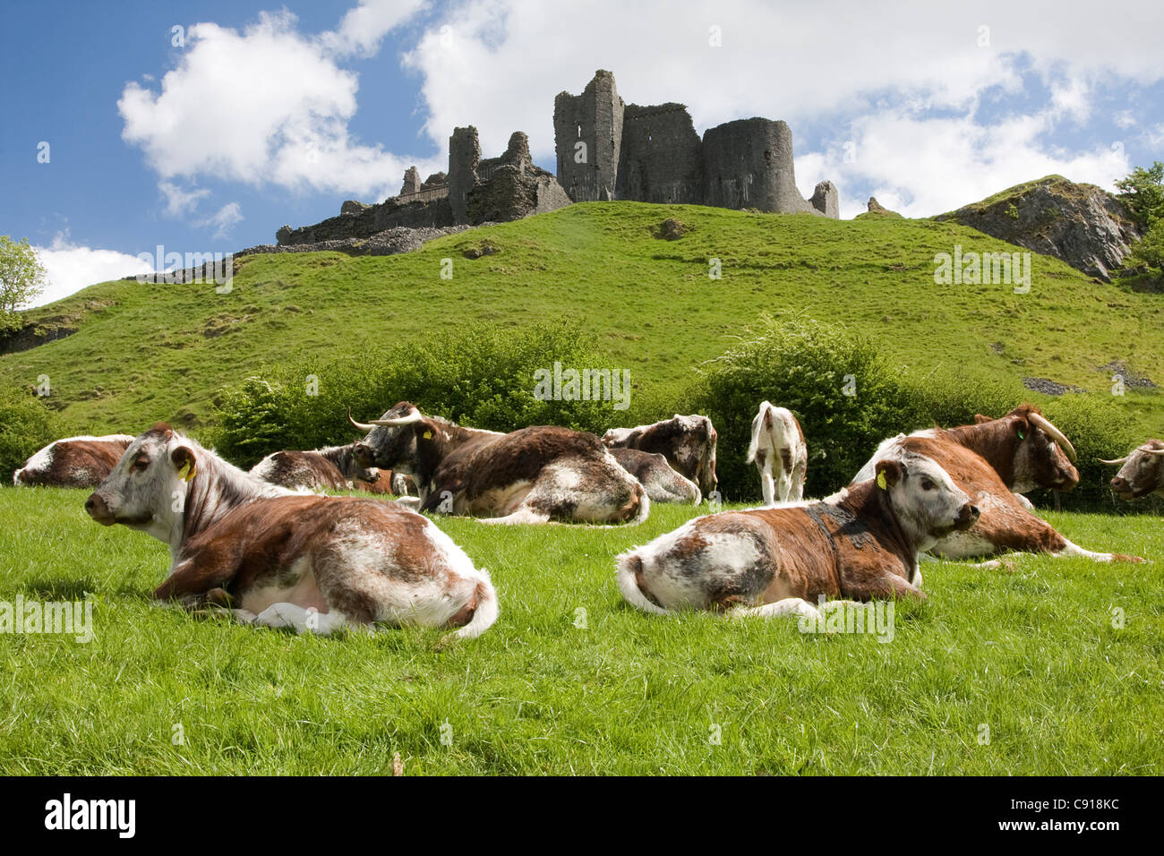 Durham cattle hi-res stock photography and images - Alamy