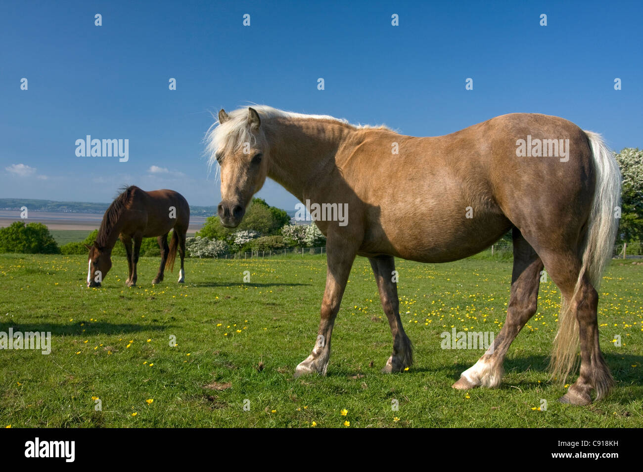 Welsh Mountain Ponies graze on the pasture on the Gower Peninsula. The ...