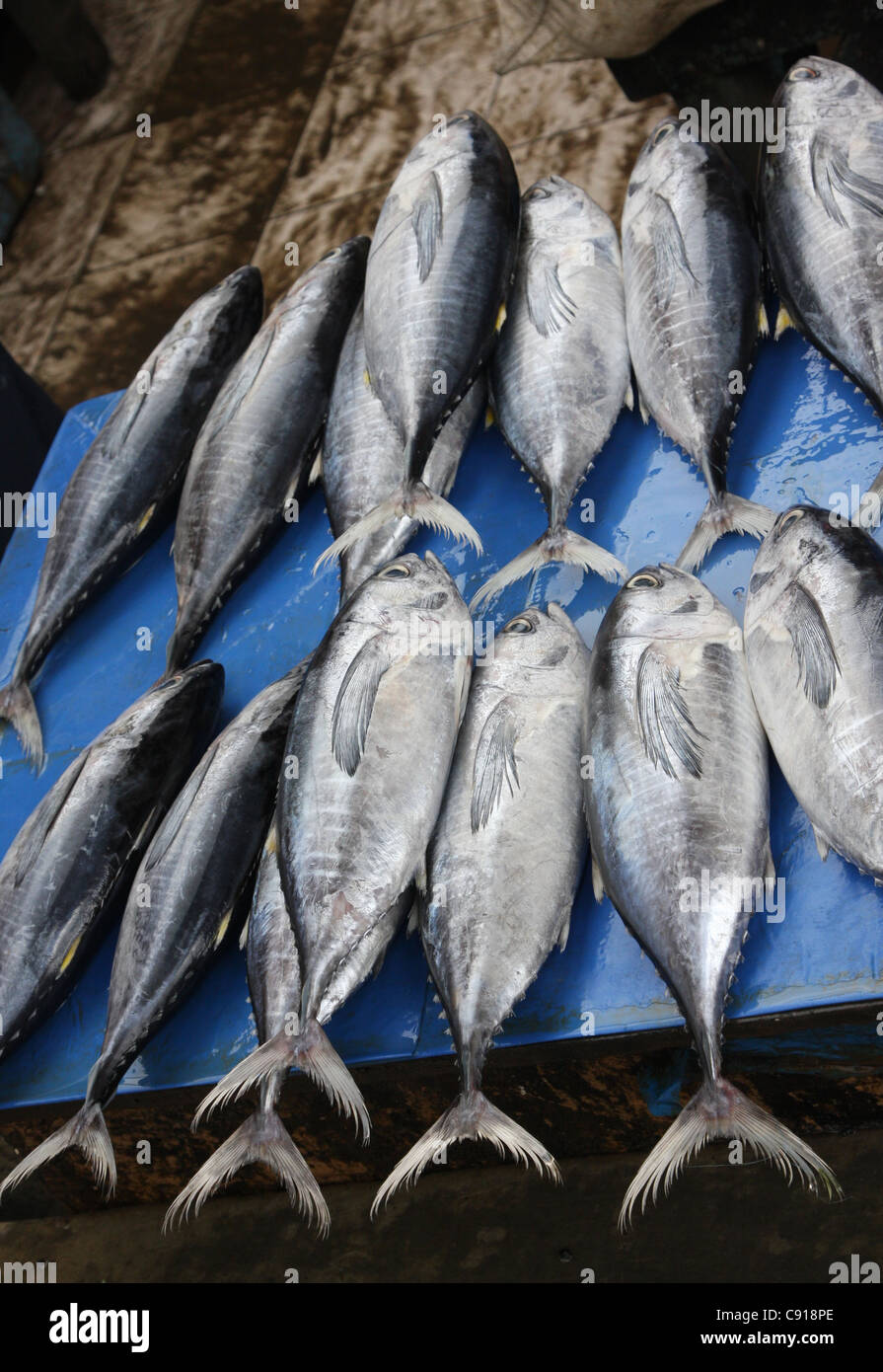 Fish stocks hi-res stock photography and images - Alamy