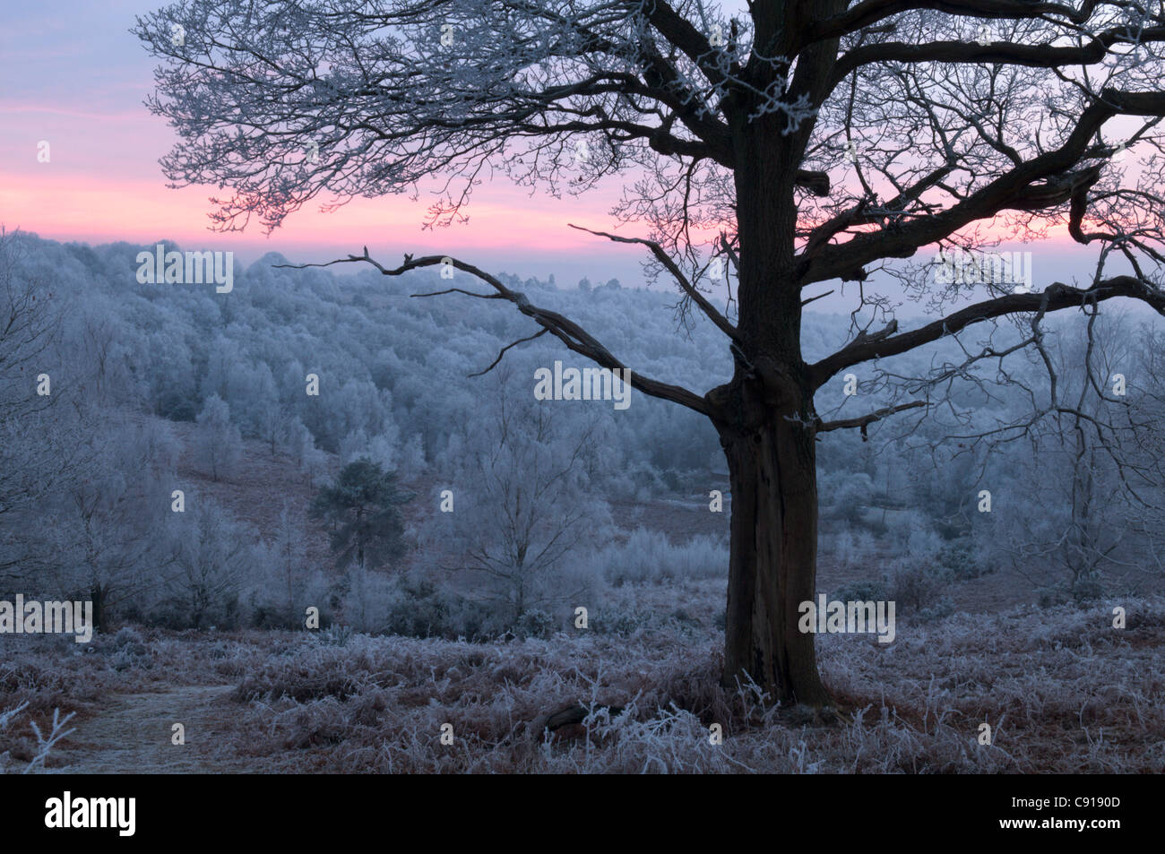 View of a hoar frost looking east over Woolbeding Common Stock Photo ...