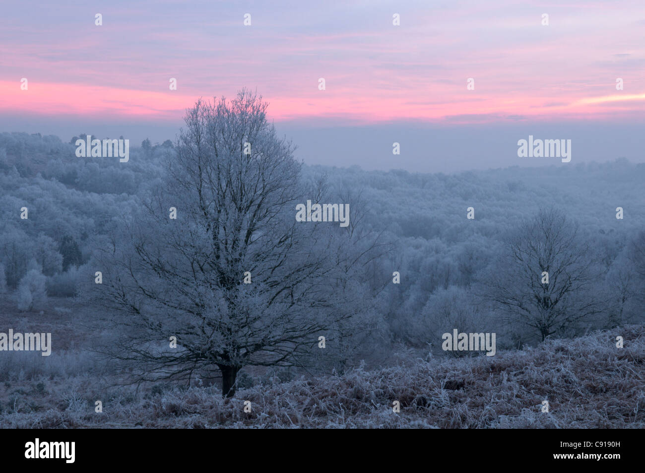 View of a hoar frost looking east over Woolbeding Common Stock Photo ...