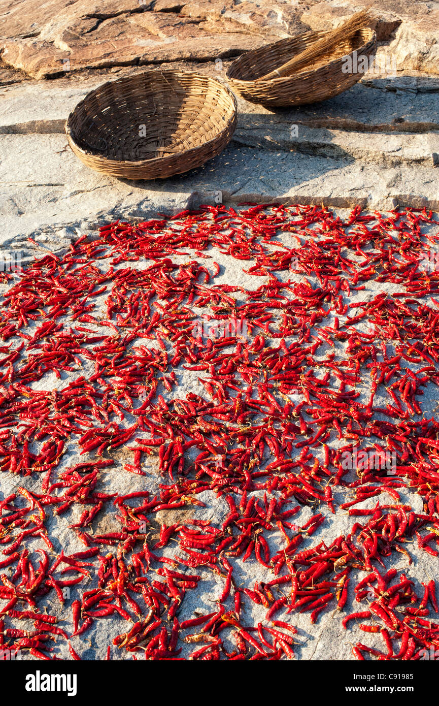 Sun Drying Red Chillies on a rock in the indian countryside. Andhra ...