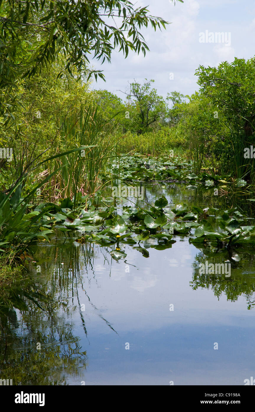 The Everglades national park is a large area of sub-tropical wetland ...