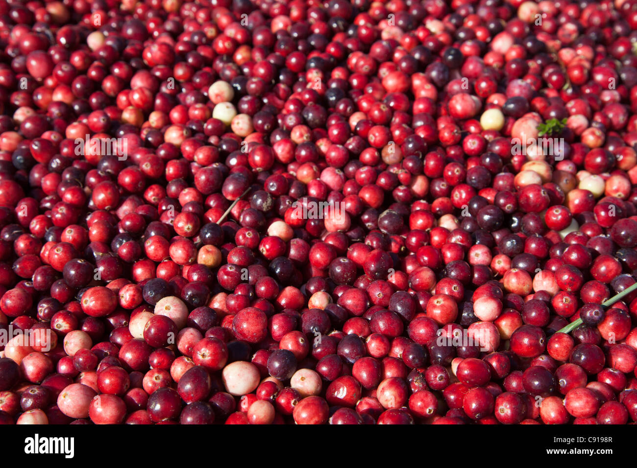 Crop of cranberries hi-res stock photography and images - Alamy