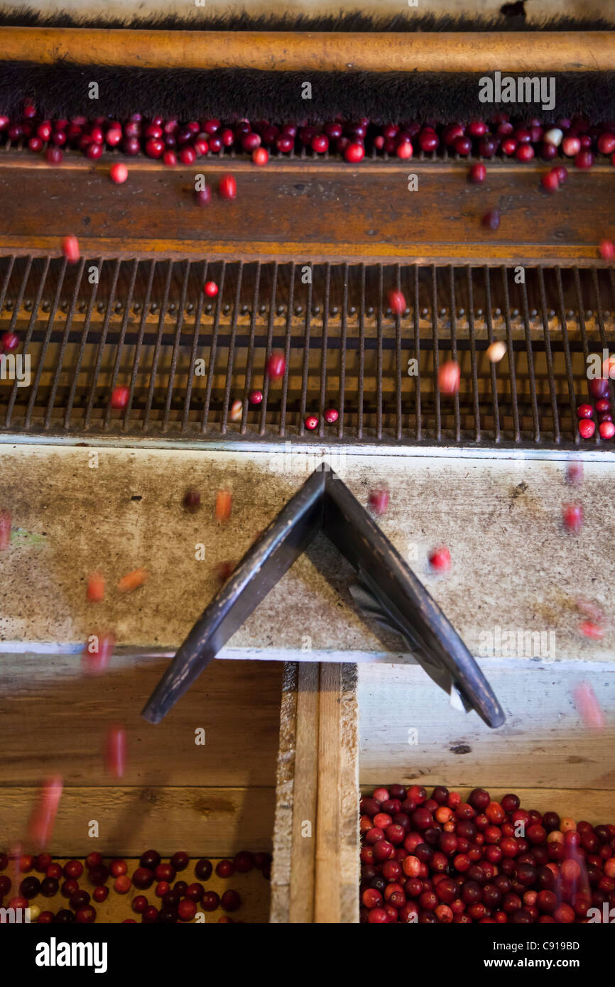 Sorting process hi-res stock photography and images - Alamy