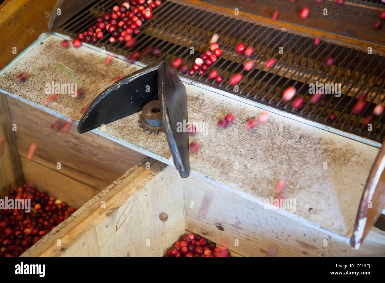 Sorting process hi-res stock photography and images - Alamy