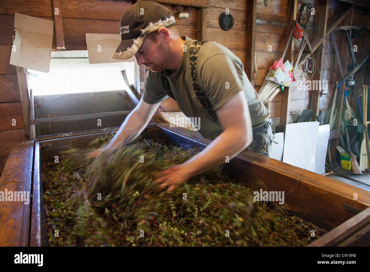 Man separating the cranberries for the vines in machine Stock Photo - Alamy